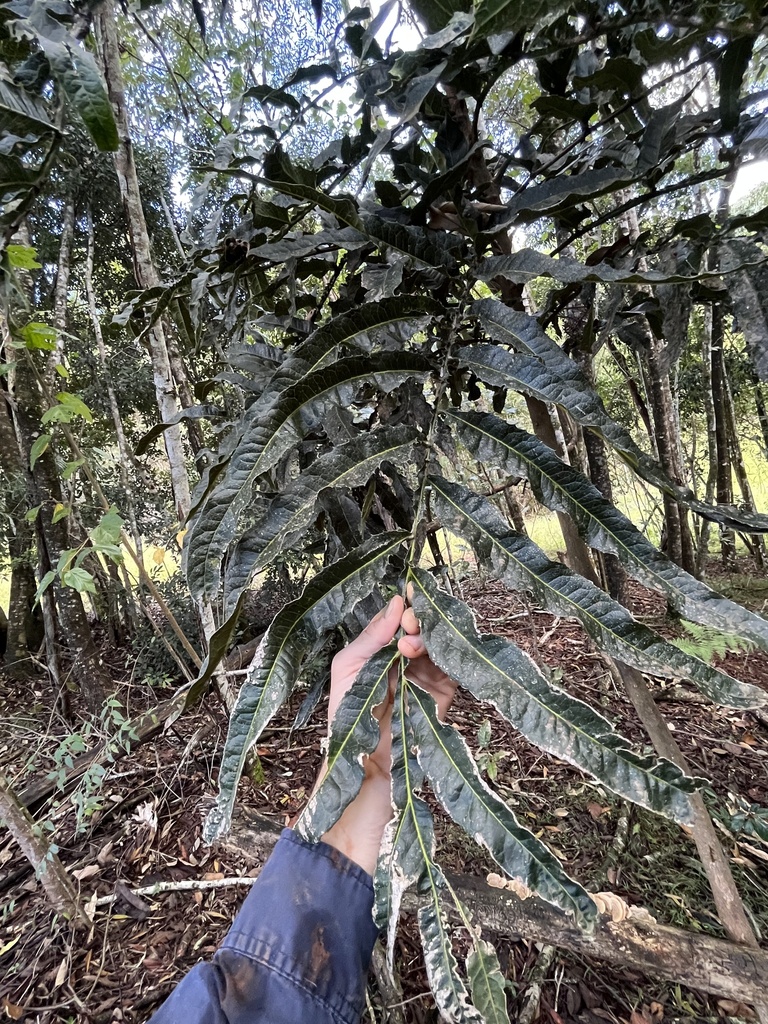 Red Bopple Nut from Coorabell, NSW, AU on July 5, 2023 at 11:24 AM by ...