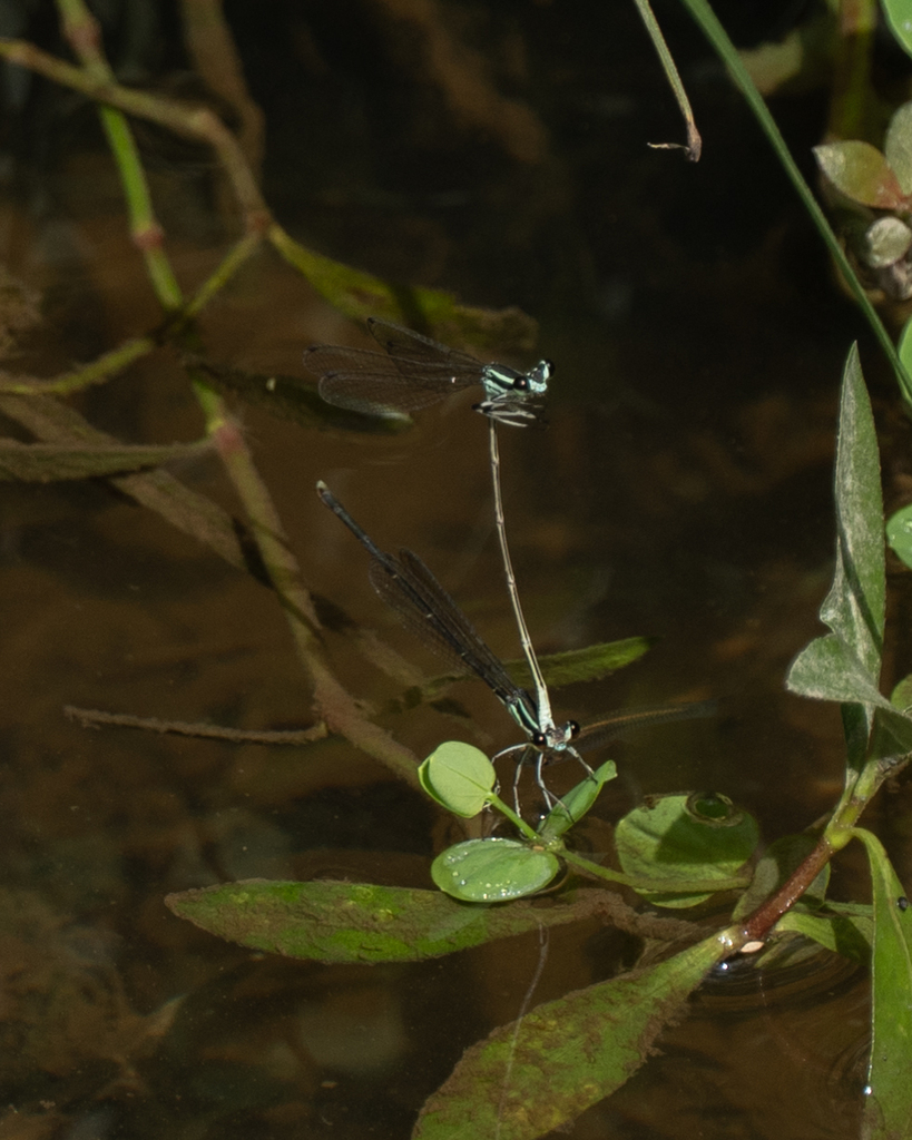 Black-kneed Featherleg from Kwan Tei, Hong Kong on July 5, 2023 at 09: ...