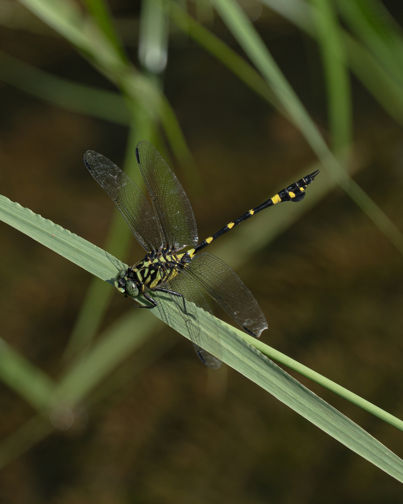 Common Flangetail from Kwan Tei, Hong Kong on July 5, 2023 at 09:28 AM ...