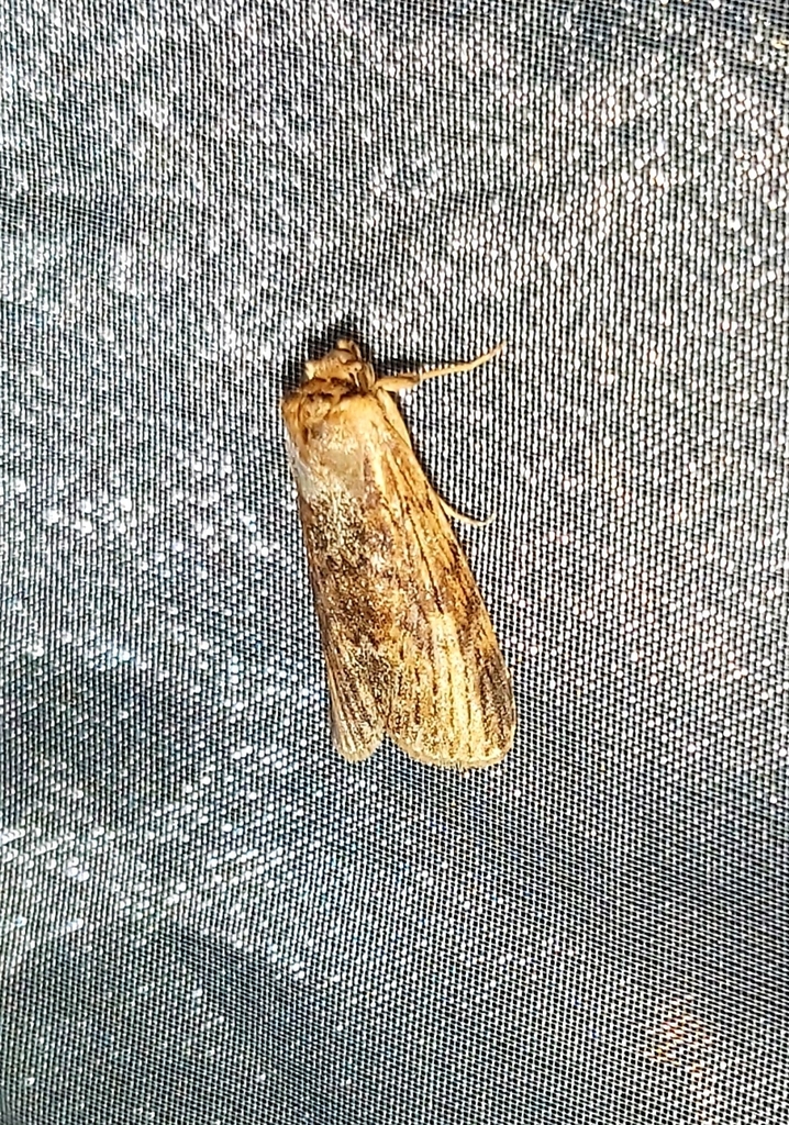 Gargetta costigeroides from Taiping Bamboo Resort on March 14, 2023 at ...