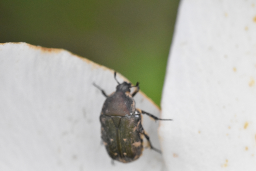 Blue Flower Chafer from 대한민국 충청남도 태안군 on July 5, 2023 at 08:23 AM by ...