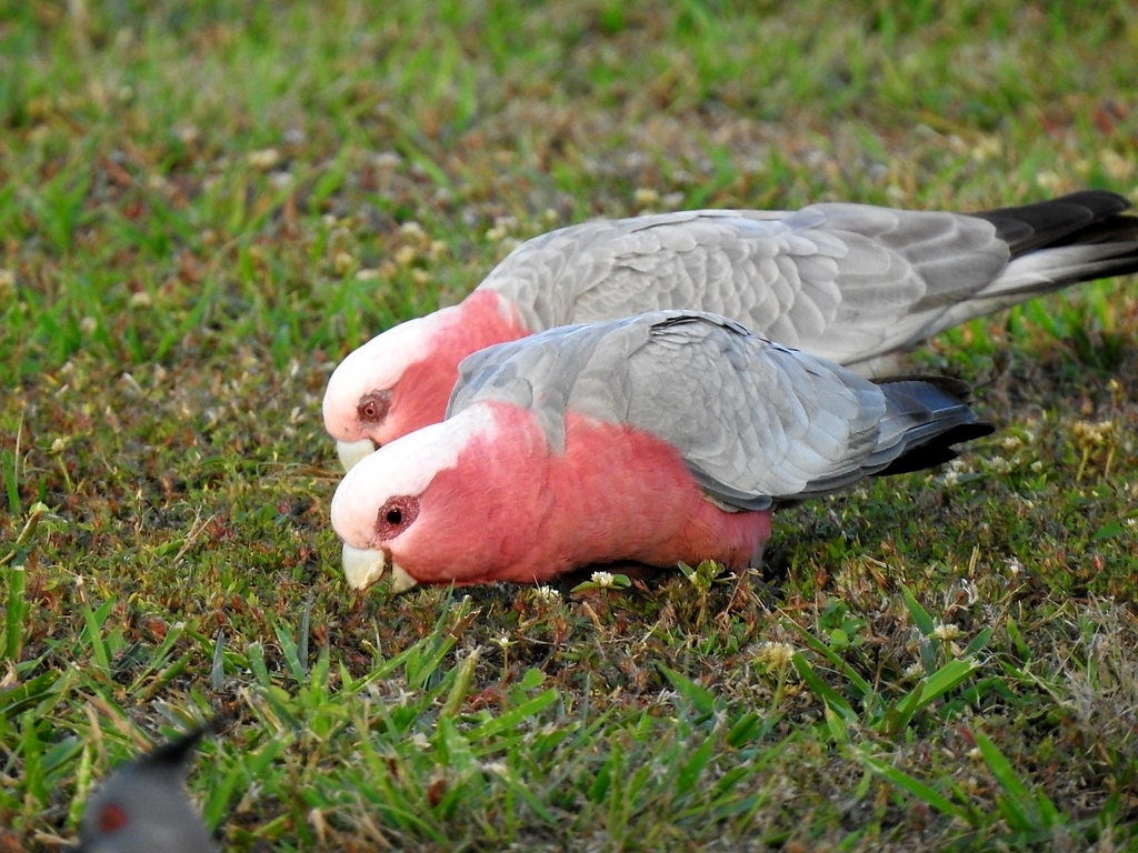 Galah from Mareeba QLD 4880, Australia on July 5, 2023 at 05:08 PM by ...