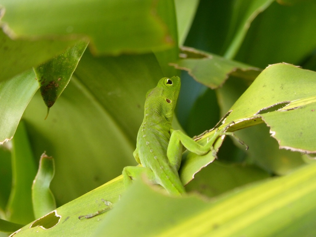 Anolis garmani Stejneger, 1899