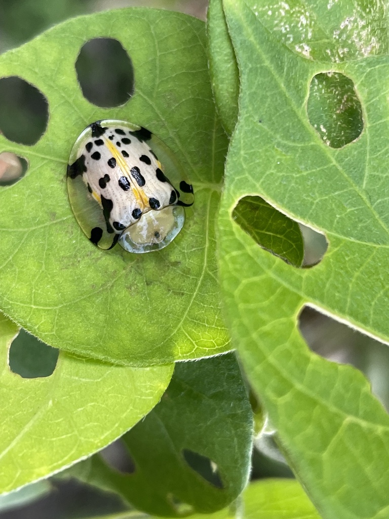Asian Spotted Tortoise Beetle from 永鎮濱海遊憩區, 壯圍鄉, ILA, TW on July 1 ...