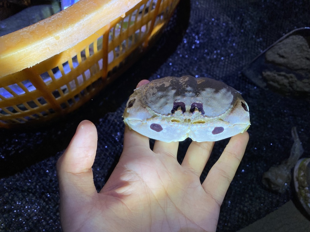 Spectacled Box Crab from 三亚湾, 三亚市, 海南省, CN on November 26, 2021 at 07: ...