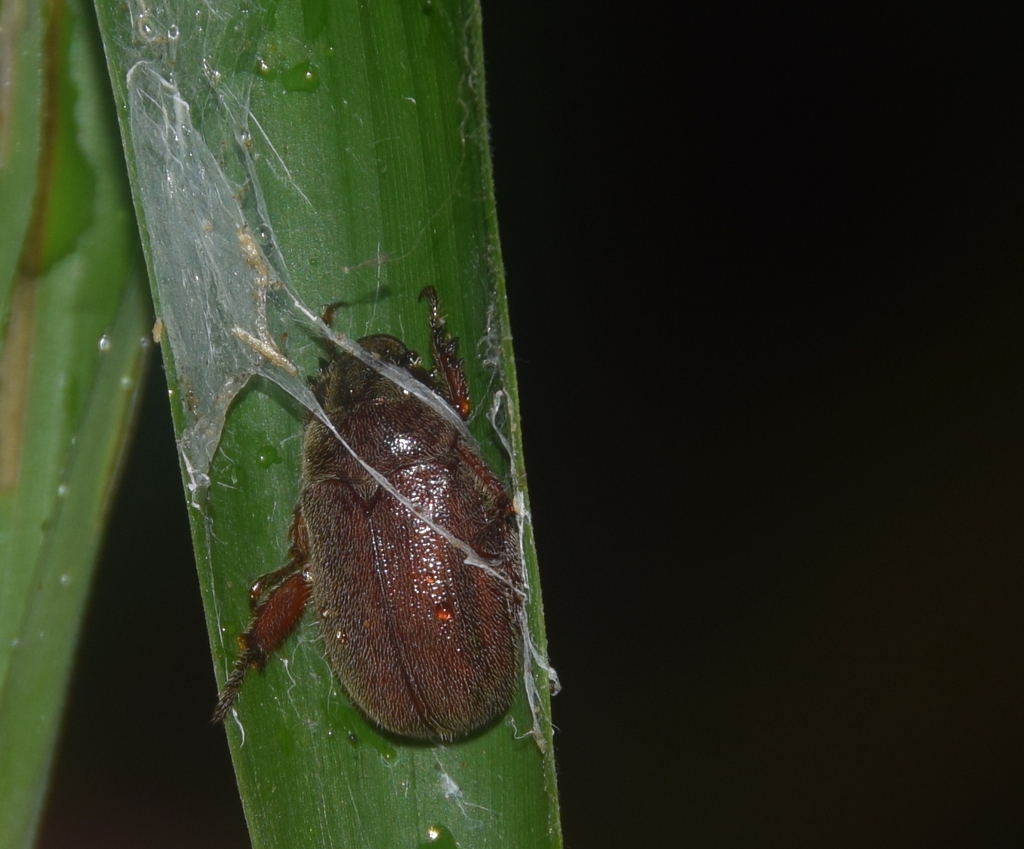 Adoretus from New Taipei City, Taiwan on June 30, 2023 at 04:35 AM by ...