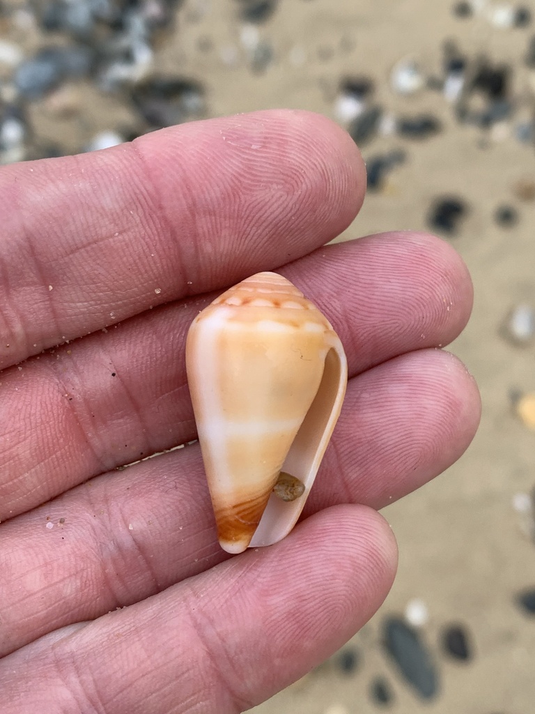 Bilious Cone from Trinity Bay, Oak Beach, QLD, AU on July 5, 2023 at 05 ...