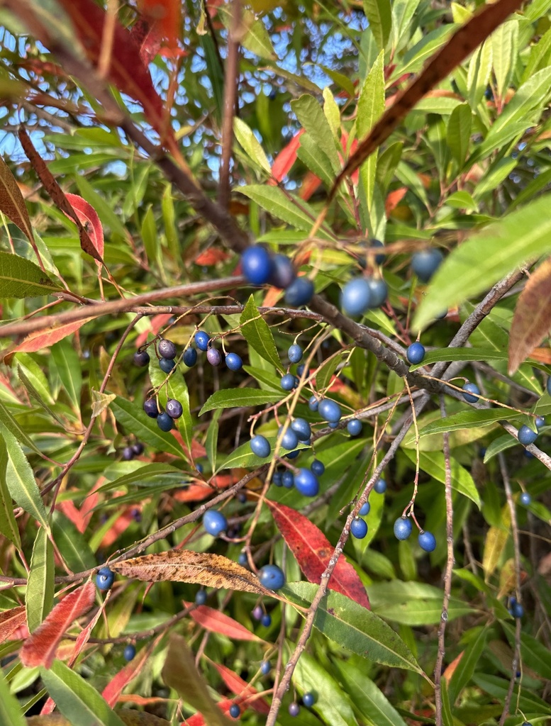 Blueberry ash from Arakwal National Park, Byron Bay, NSW, AU on July 5 ...