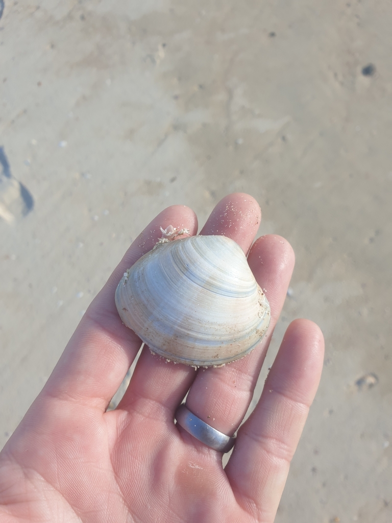 Faintly-frilled Venus from Bundagen NSW 2454, Australia on July 5, 2023 ...