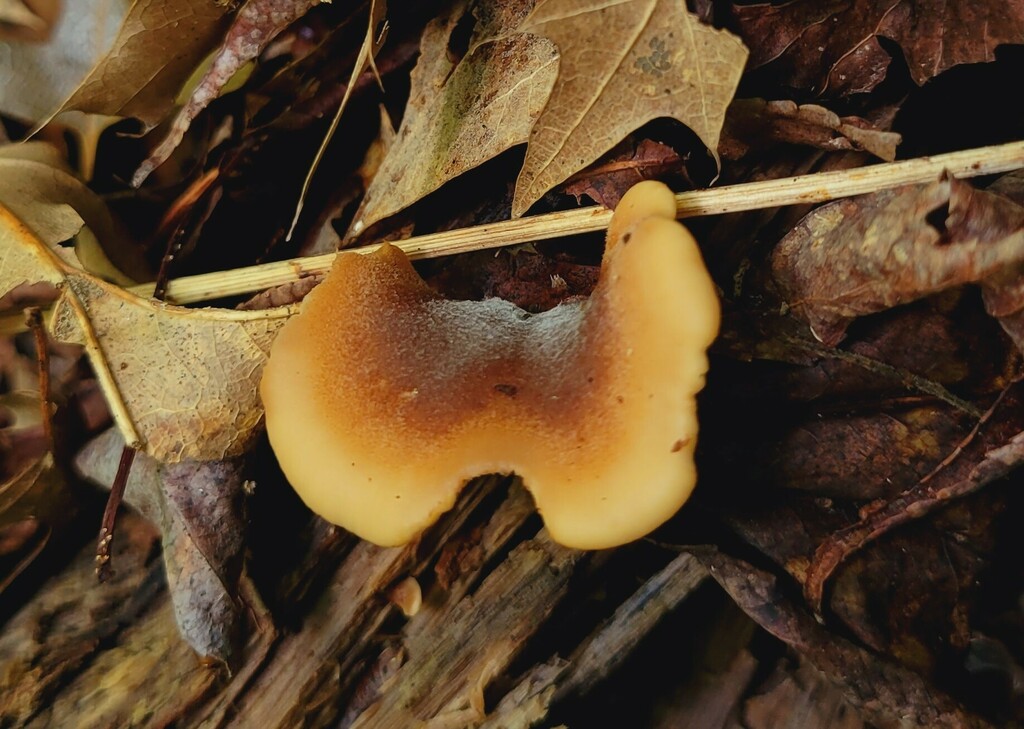 bear lentinus from Anne Arundel County, MD, USA on July 4, 2023 at 01: ...