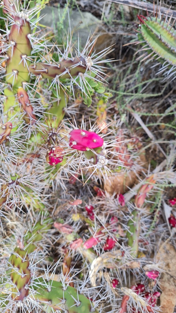 Tiger Pear from Sarah Baartman District Municipality, South Africa on ...