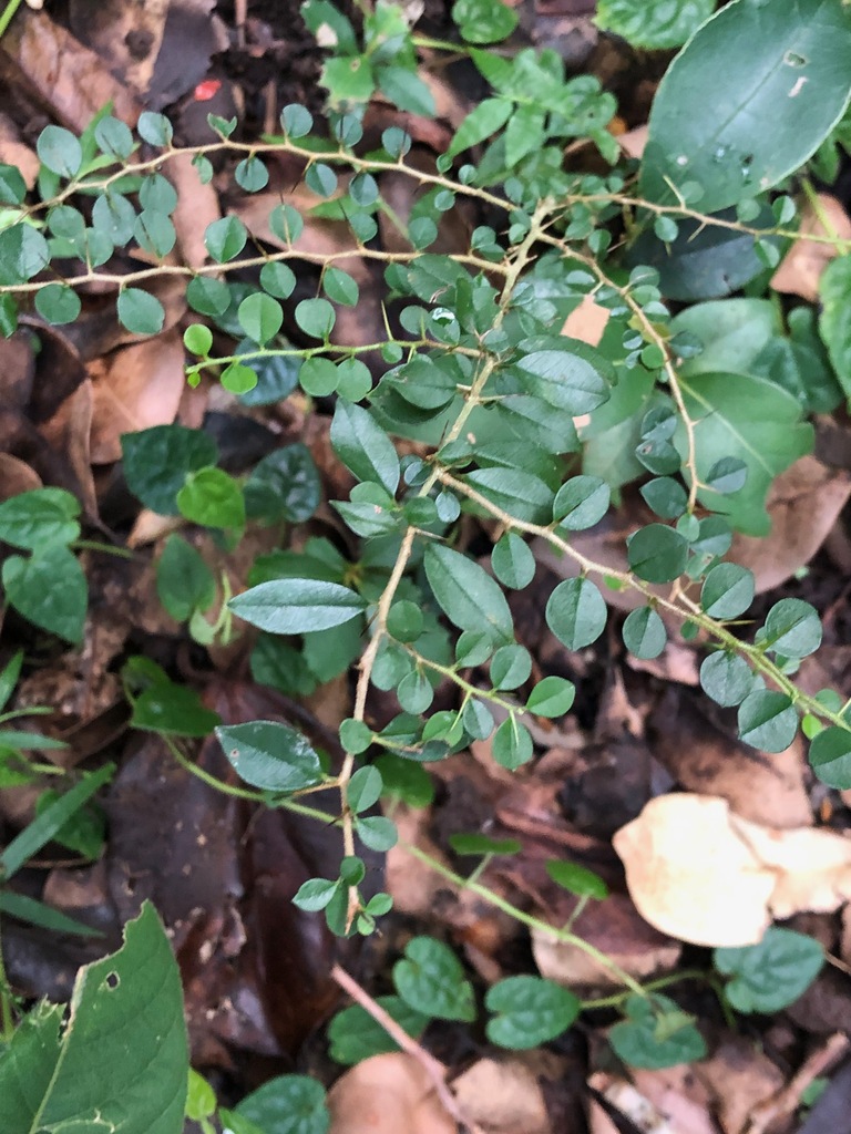 Cockspur Thorn from Mount Keira NSW 2500, Australia on April 2, 2023 at ...