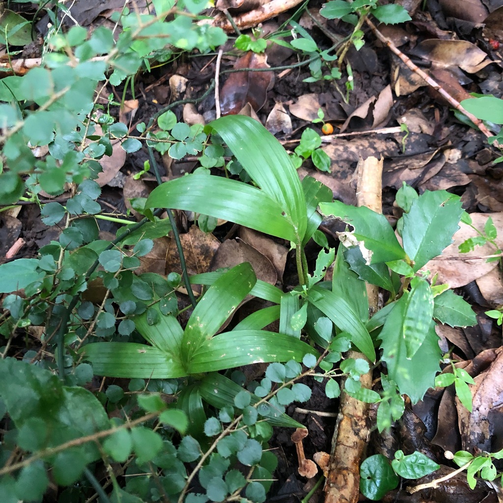 Piccabeen Palm from Mount Keira NSW 2500, Australia on April 2, 2023 at ...