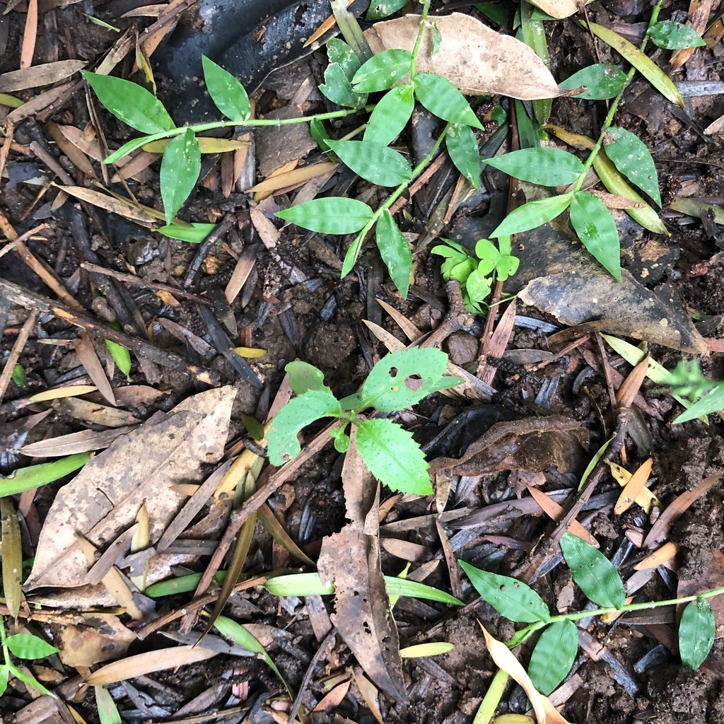 Puna from Mount Keira NSW 2500, Australia on April 2, 2023 at 03:57 PM ...