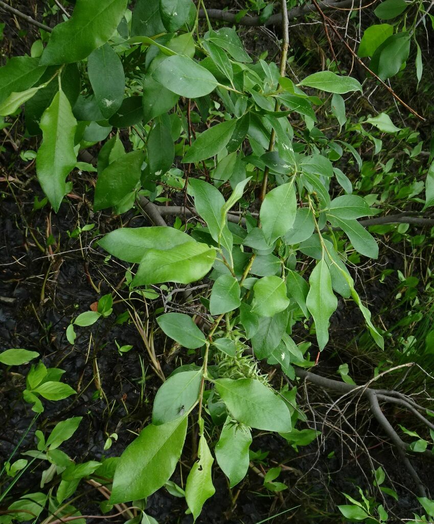 Willows from Прибайкальский р-н, Респ. Бурятия, Россия on June 28, 2023 at 04:47 AM by Andrey ...