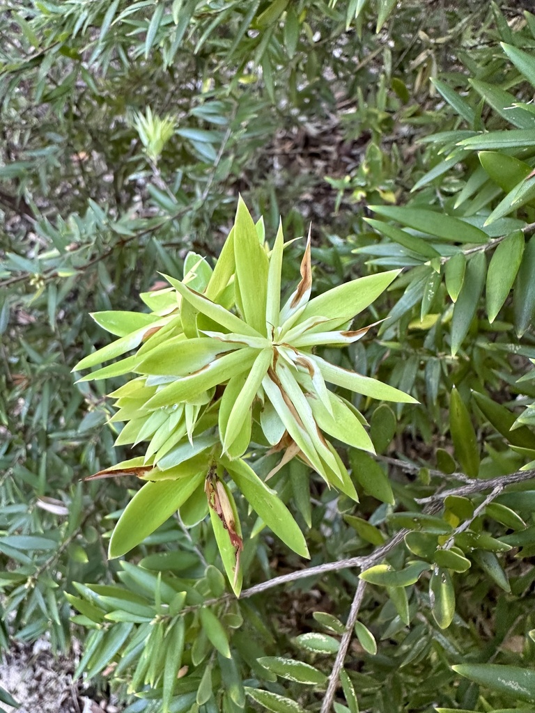 Ground Berry from Cape Byron State Conservation Park, Byron Bay, NSW ...