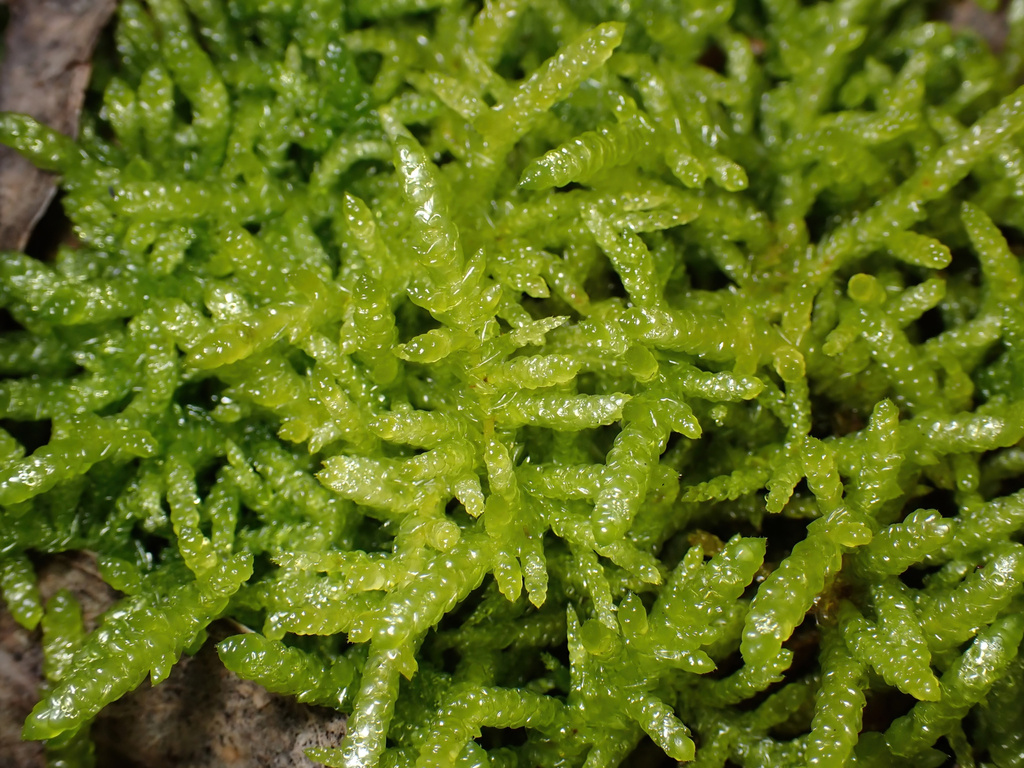 Neat Feather-moss from Baluk Willam Nature Conservation Reserve, South ...
