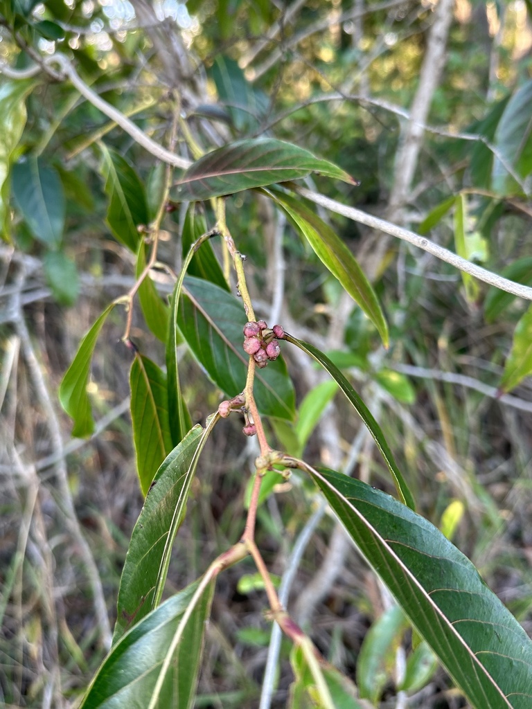 umbrella cheese tree from Reflections Holiday Parks, Byron Bay, NSW, AU ...