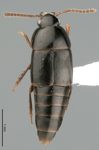 Tachinus minimus · iNaturalist United Kingdom