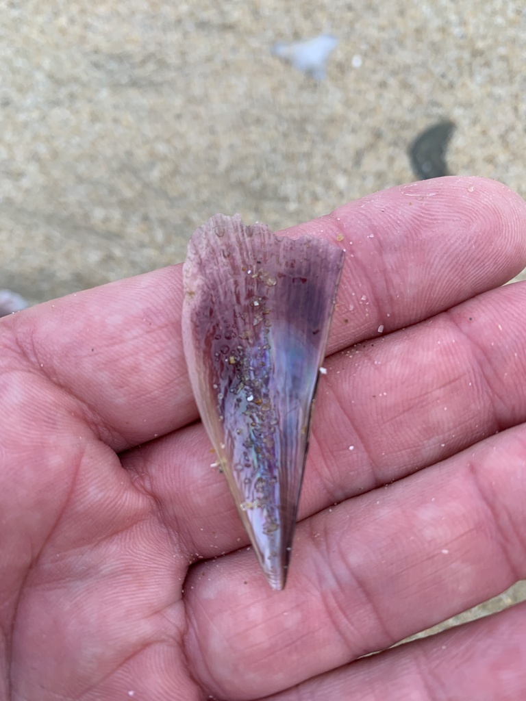 Pen Shells from Trinity Bay, Oak Beach, QLD, AU on July 5, 2023 at 04:57 PM by urungaroger ...