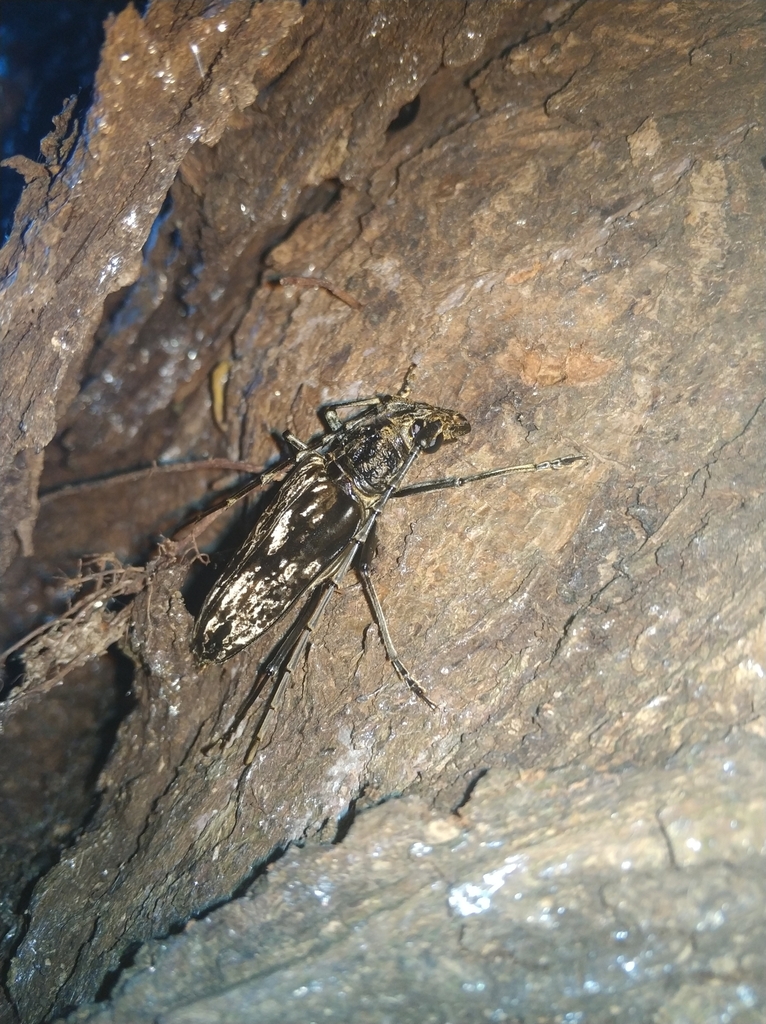 Trirachys orientalis in July 2023 by zrzs-07 · iNaturalist