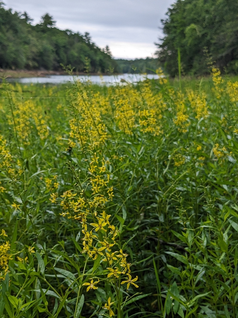 swamp candles from Gloucester, MA 01930, USA on July 4, 2023 at 01:18 ...