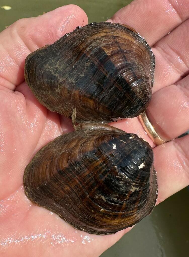 Shiny Pigtoe in June 2023 by Jeff Garner · iNaturalist