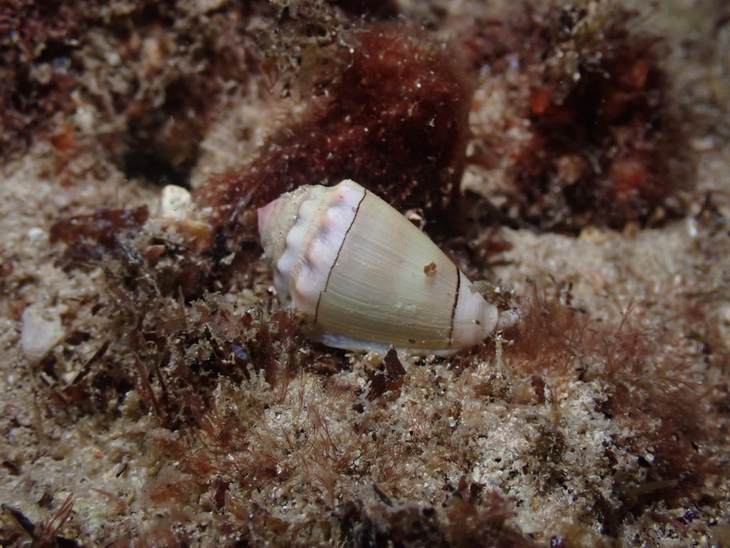 Pontificial Cone from Perth WA, Australia on June 2, 2023 at 06:49 PM ...