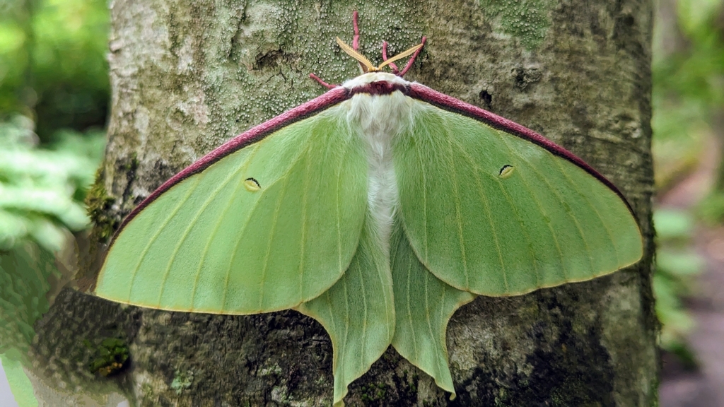 Actias aliena aliena from 034-0301, Japan on June 11, 2023 at 12:53 PM ...