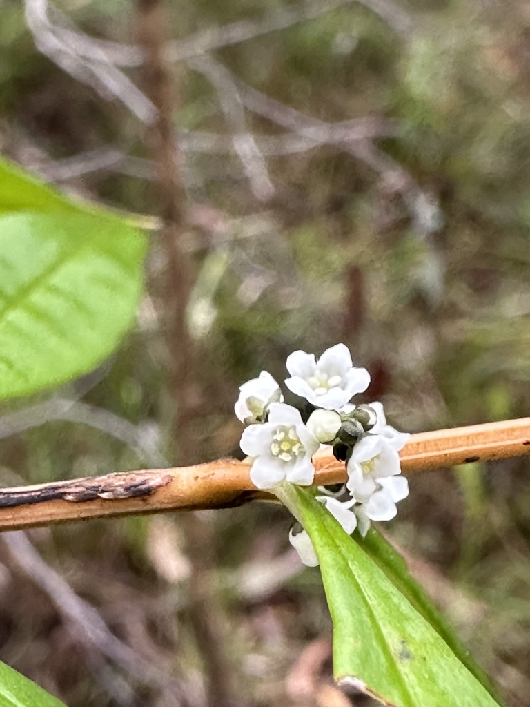 Logania albiflora from Parklands Conservation Park, Parklands, QLD, AU ...