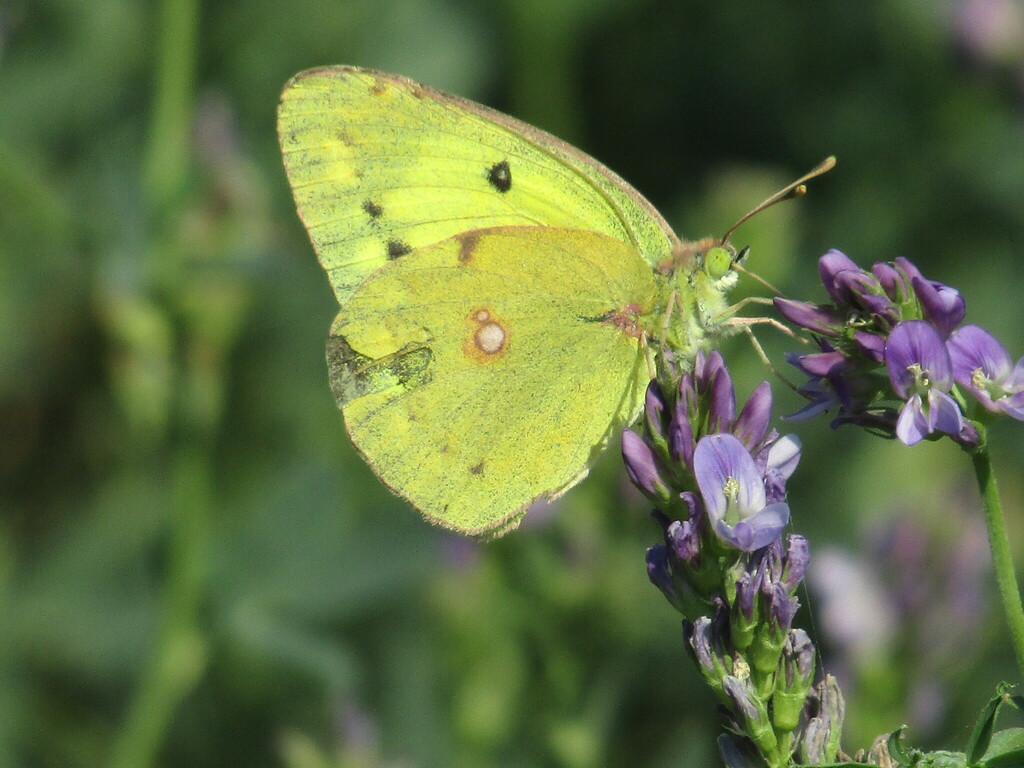Eastern Pale Clouded Yellow from 4292 Dobri Dol, Bulgaria on July 5 ...