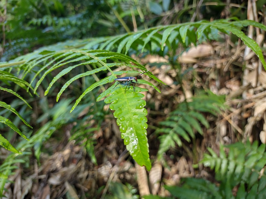 Hemithyrsocera histrio from Lahad Datu, Sabah, Malaysia on June 25 ...