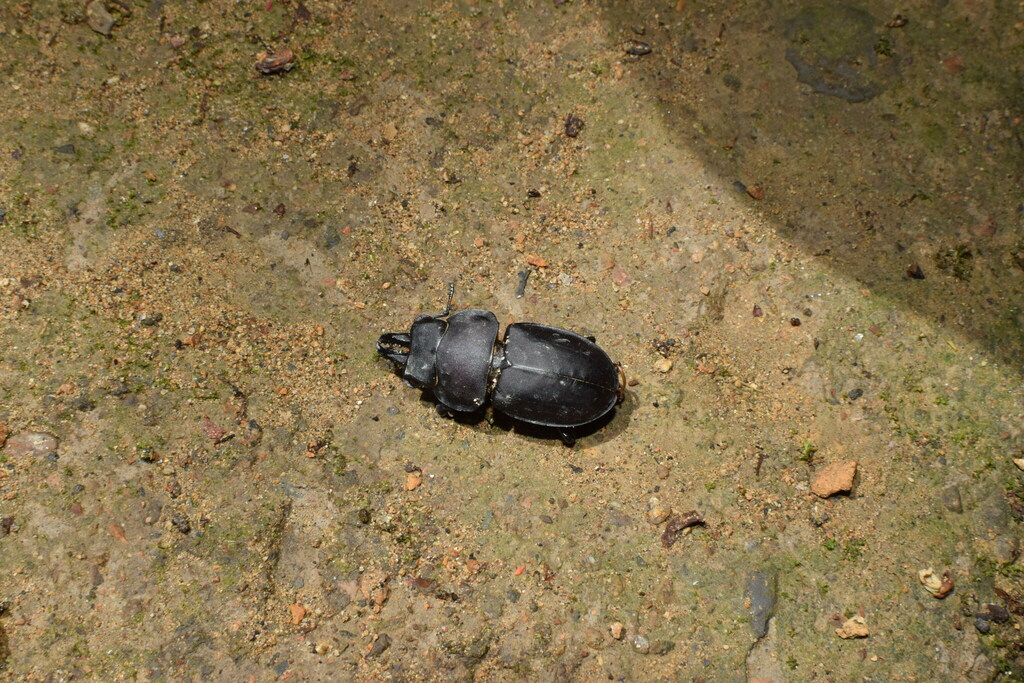 Neolucanus sinicus from 中国浙江省杭州市临安区 on July 1, 2023 at 01:39 PM by 江国彬 ...
