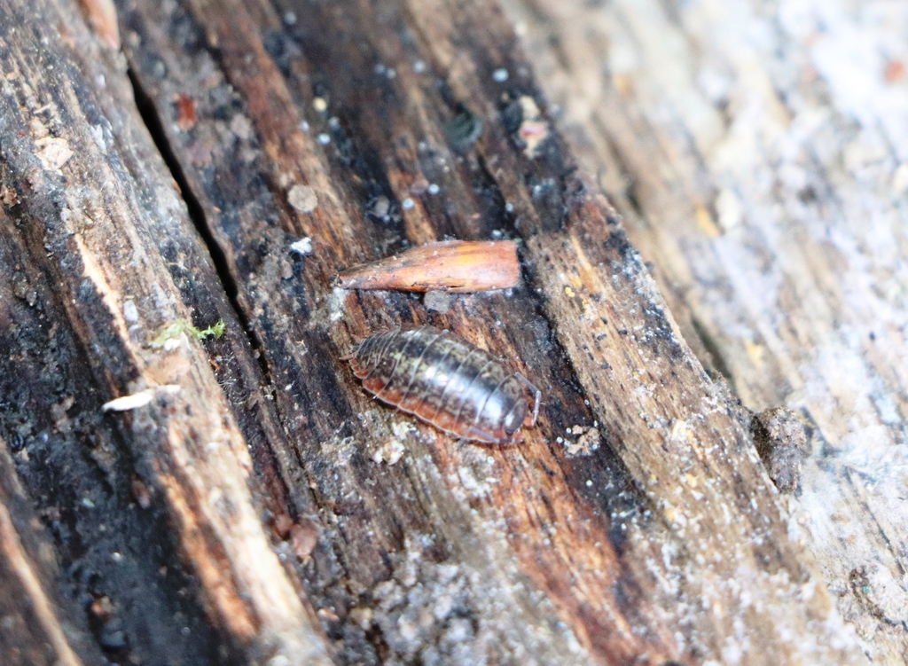 Protracheoniscus politus in July 2023 by Ahmed Mujčinović · iNaturalist