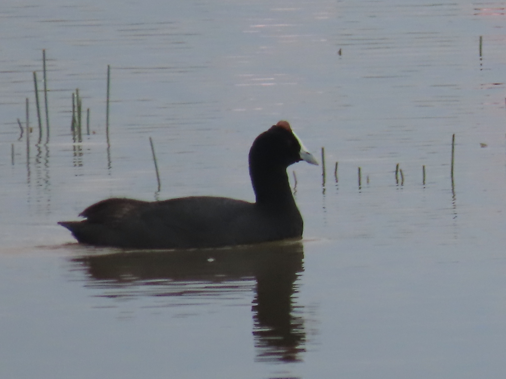 Red-knobbed Coot from West Coast District Municipality, South Africa on ...