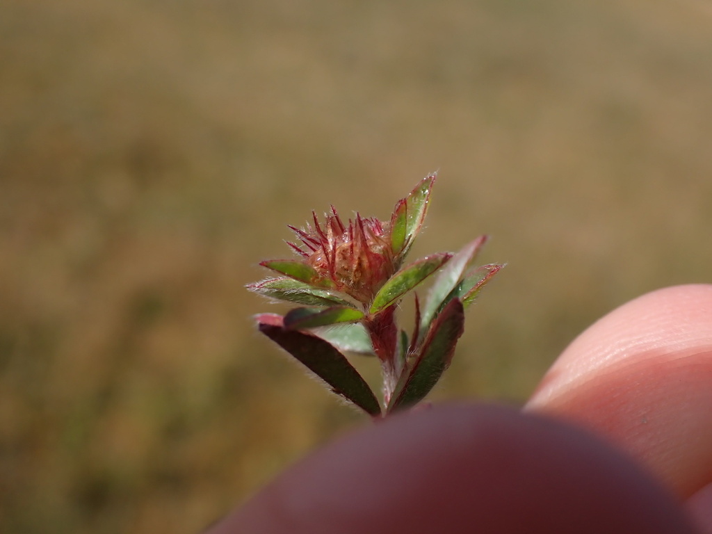 Knotted clover from Sejs-Svejbæk, Silkeborg, Region Midtjylland, DK on ...