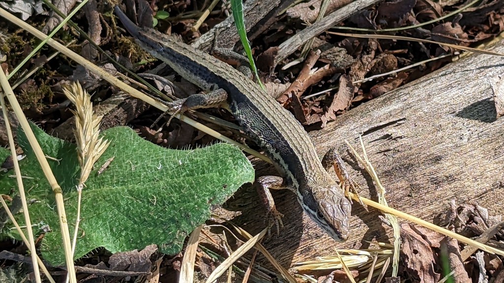 Japanese Grass Lizard from 010-1211, Japan on May 27, 2023 at 03:51 PM ...