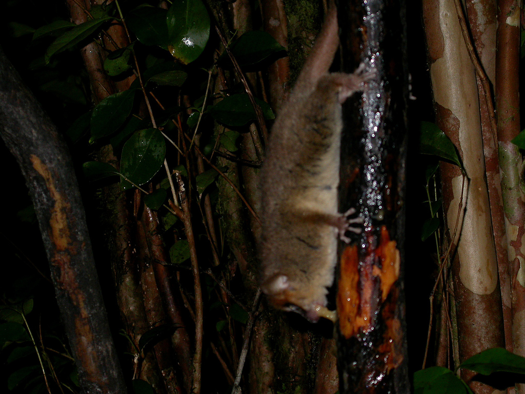 Rufous Mouse Lemur (Microcebus rufus) - Know Your Mammals