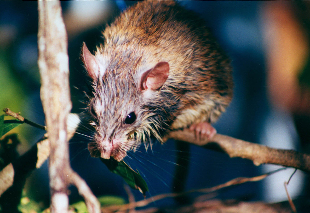 (Xenomys) - Know Your Mammals