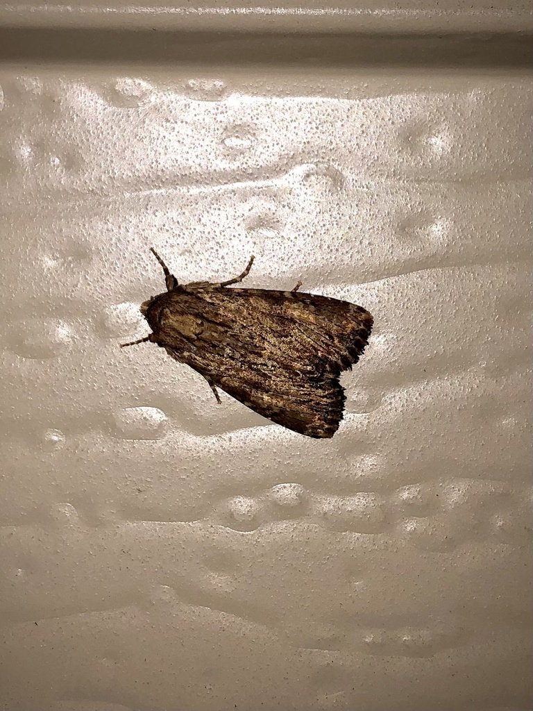 Wood-colored Apamea Moth from W Fourth St, Duluth, MN, US on July 4 ...