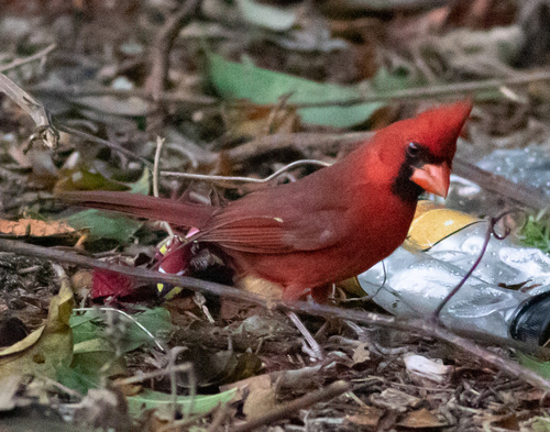 Cozumel Cardinal (Subspecies Cardinalis cardinalis saturatus ...