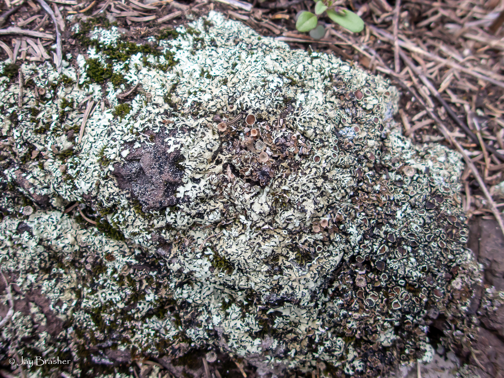 Cumberland Rock Shield from Isle Royale NP, Chippewa Harbor, Keweenaw ...