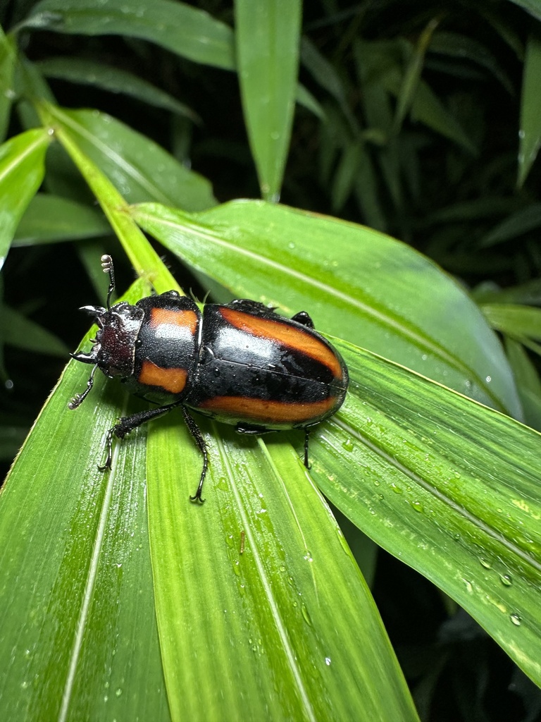 Prosopocoilus biplagiatus from Z004, 西双版纳傣族自治州, 云南省, CN on July 5, 2023 ...