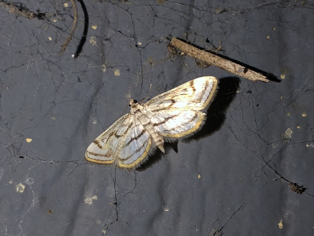 Chestnut-marked Pondweed Moth from CR-47, Alborn, MN, US on July 4 ...
