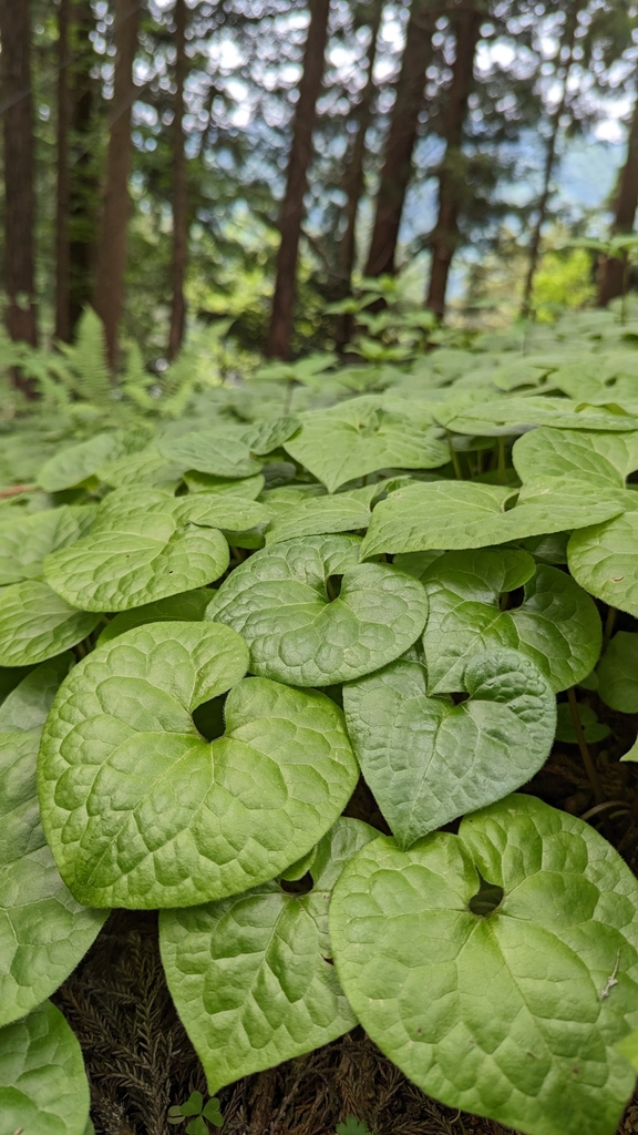 Caulescent Wildginger from 2301 Sannai, Nikko, Tochigi 321-1431, Japan ...