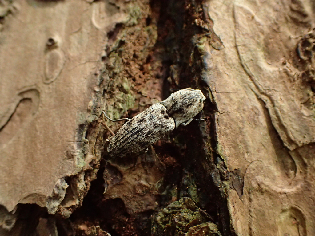 Cryptalaus berus in June 2023 by renshuchu · iNaturalist