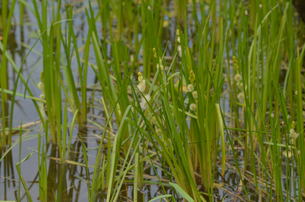 unbranched bur-reed from город Домодедово, Московская обл., Россия on ...