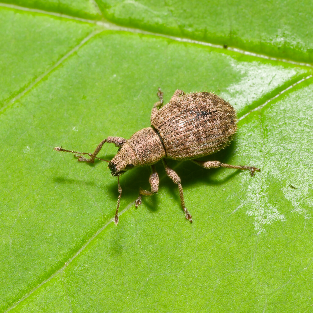 Strawberry Root Weevil from Antrim County, MI, USA on July 2, 2023 at ...