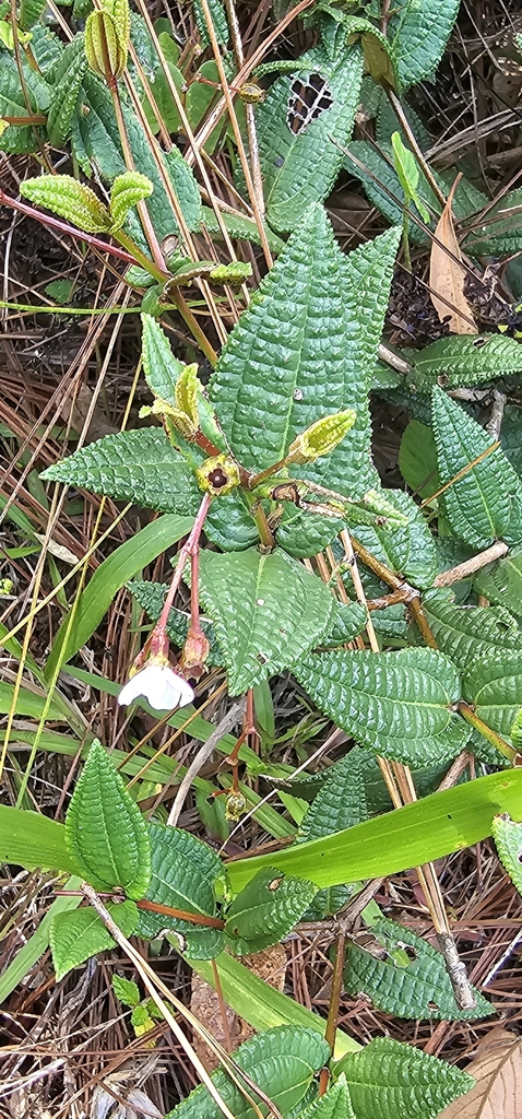 hillside clover ash from W897+599, Concepción de La Vega 41000 ...