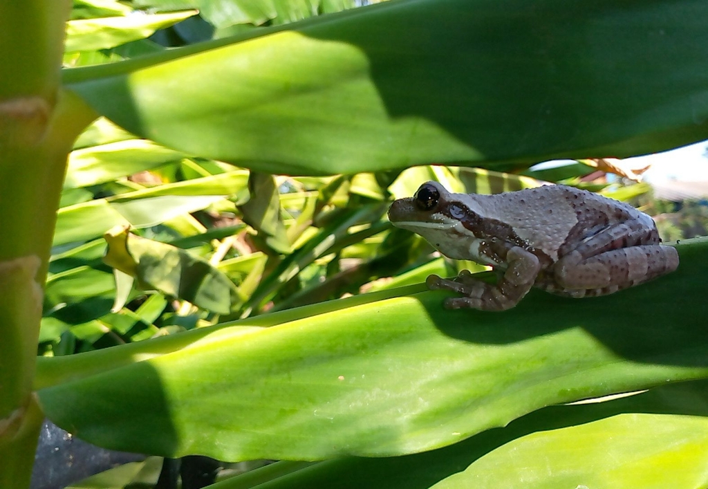 Veined Tree Frog from Los Colorados on May 3, 2023 at 04:01 PM by ...